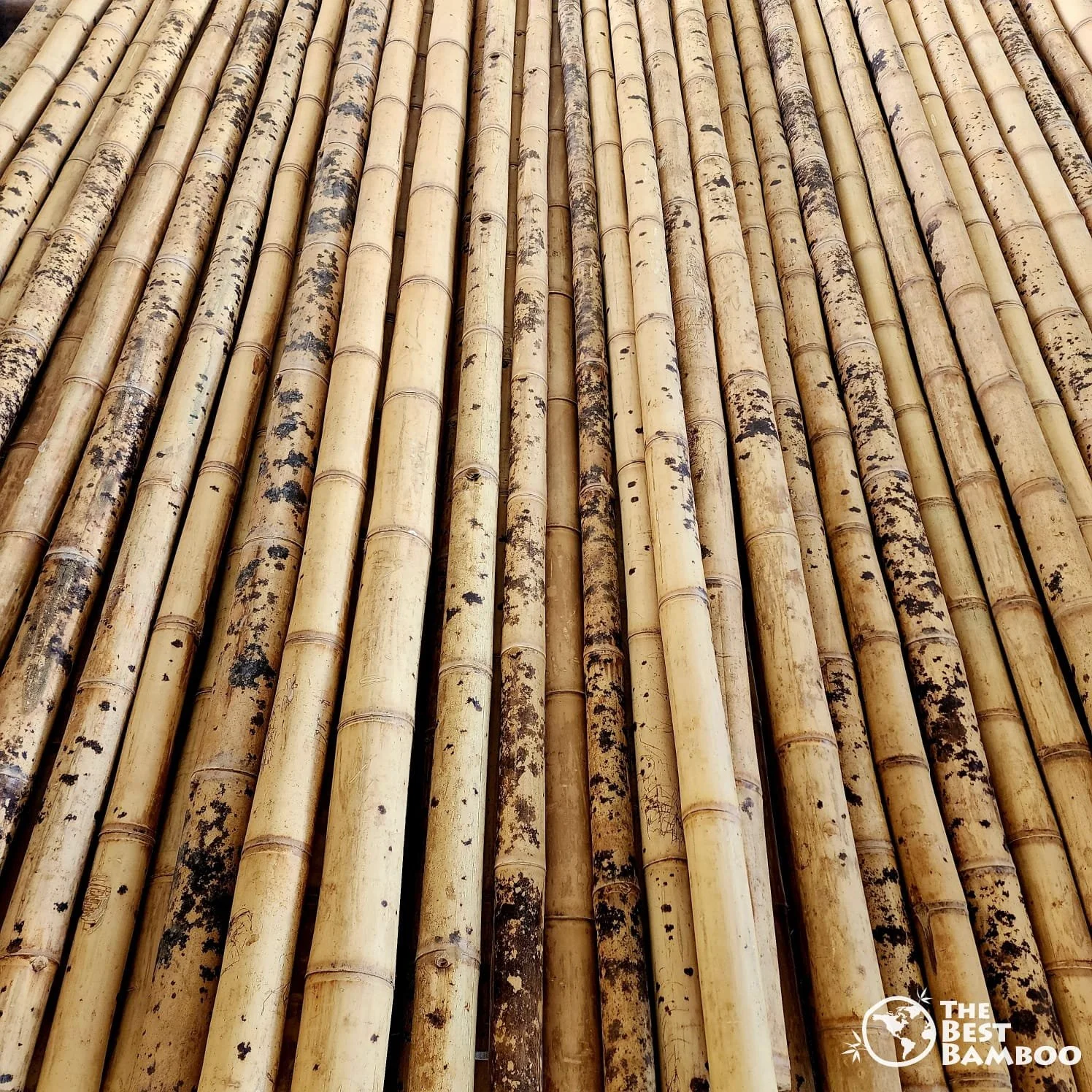 The Ultimate Guide to Bamboo Poles: Sizes, Uses, and How to Choose the ...