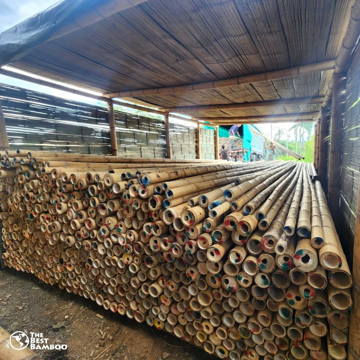 The Ultimate Guide to Bamboo Poles: Sizes, Uses, and How to Choose the ...