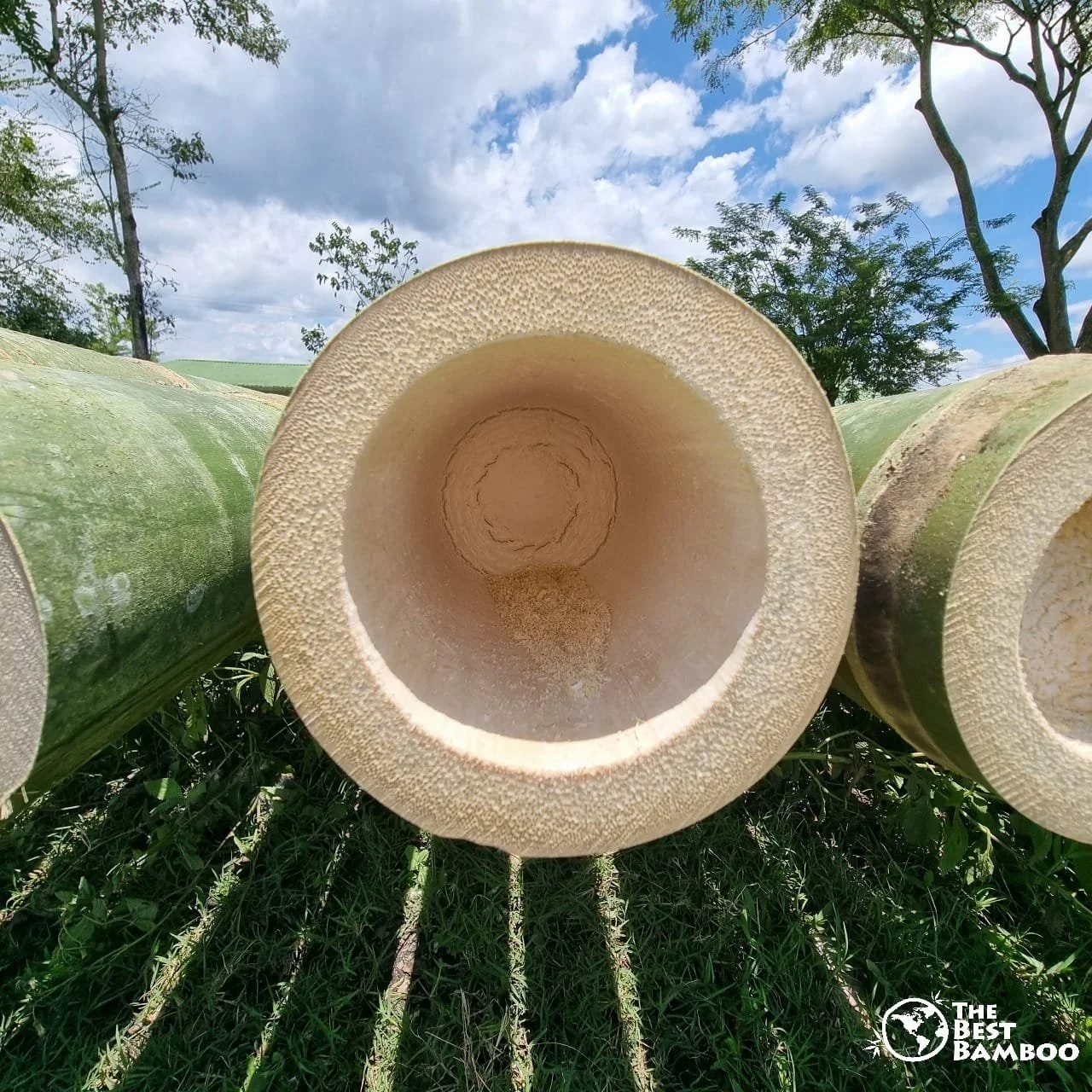 Bamboo Preservation: How to Treat Guadua Bamboo Effectively — The Best ...