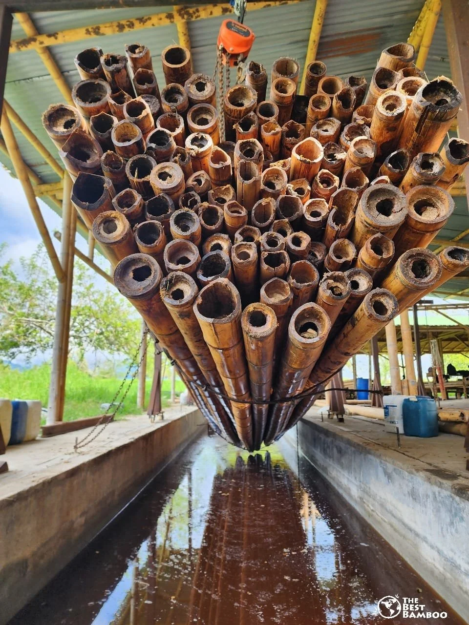 Bamboo Preservation: How to Treat Guadua Bamboo Effectively — The Best ...