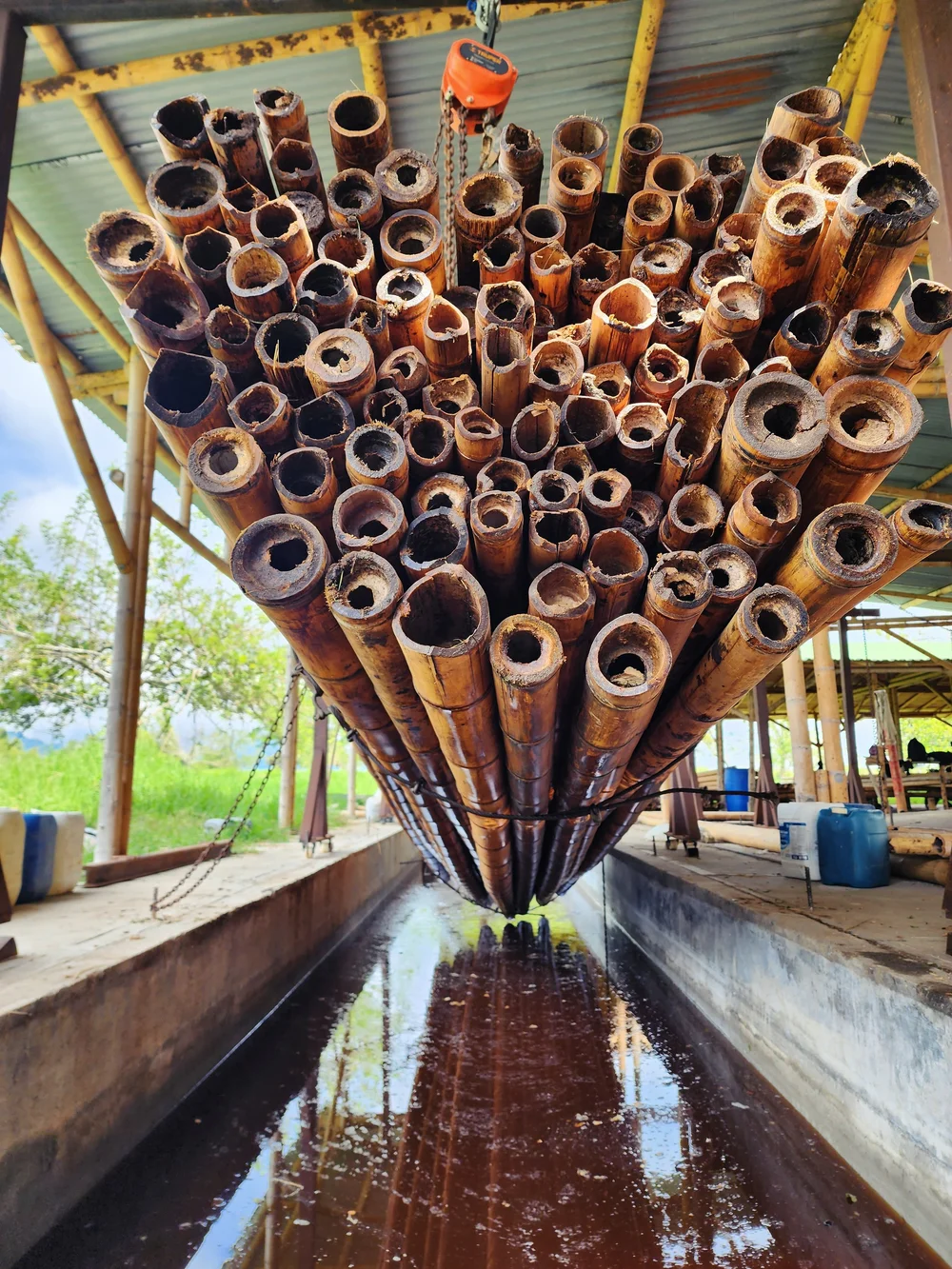 Quality Bamboo Poles for Sale from Colombia | Product, Price, & Natural ...