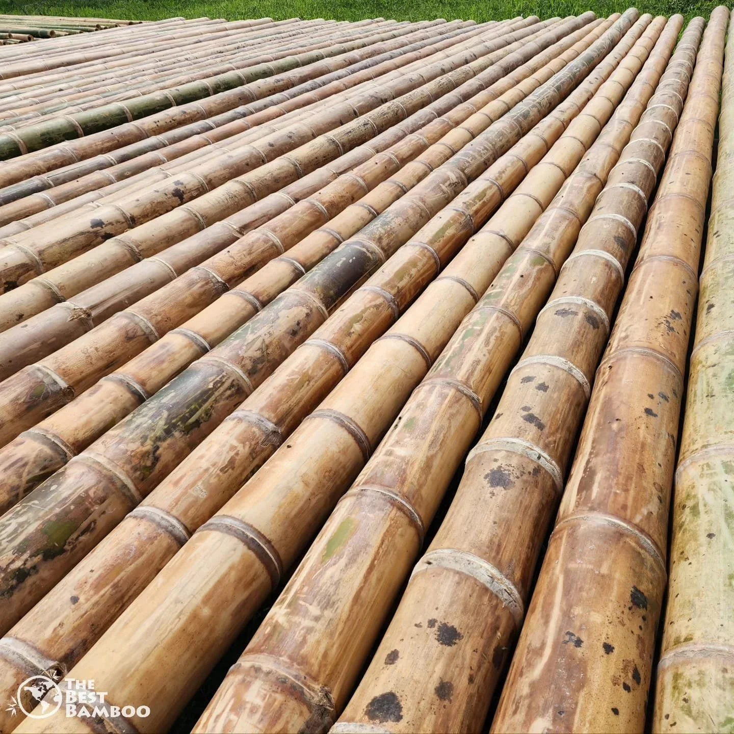 Identifying and Treating Dark Spots on Guadua Bamboo Poles — The Best ...