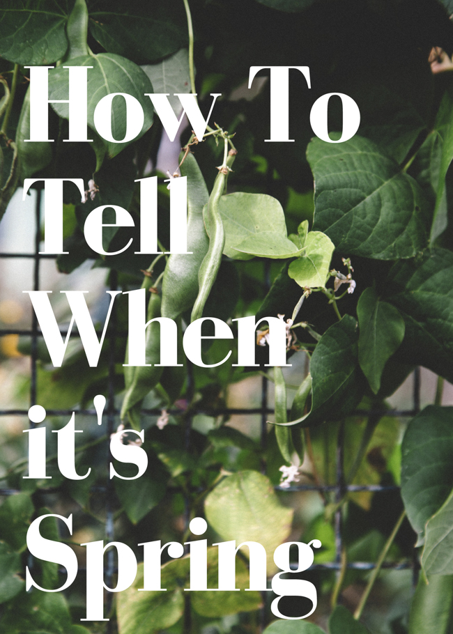 How To Tell When It's Spring — HONEST MAGAZINE
