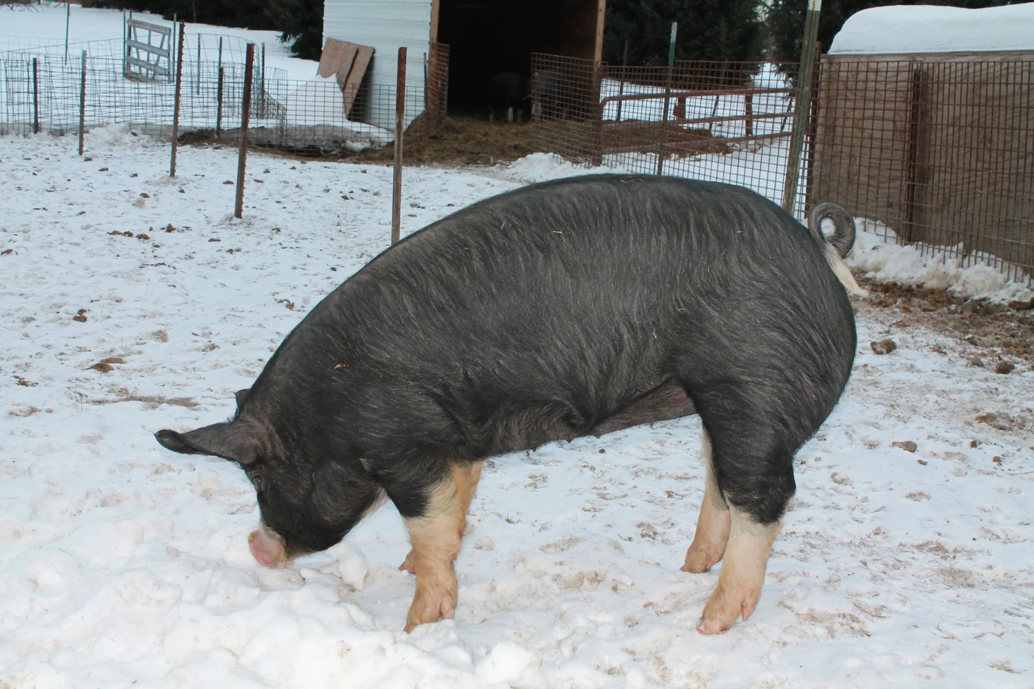 Breeding Stock — Michigan Pork