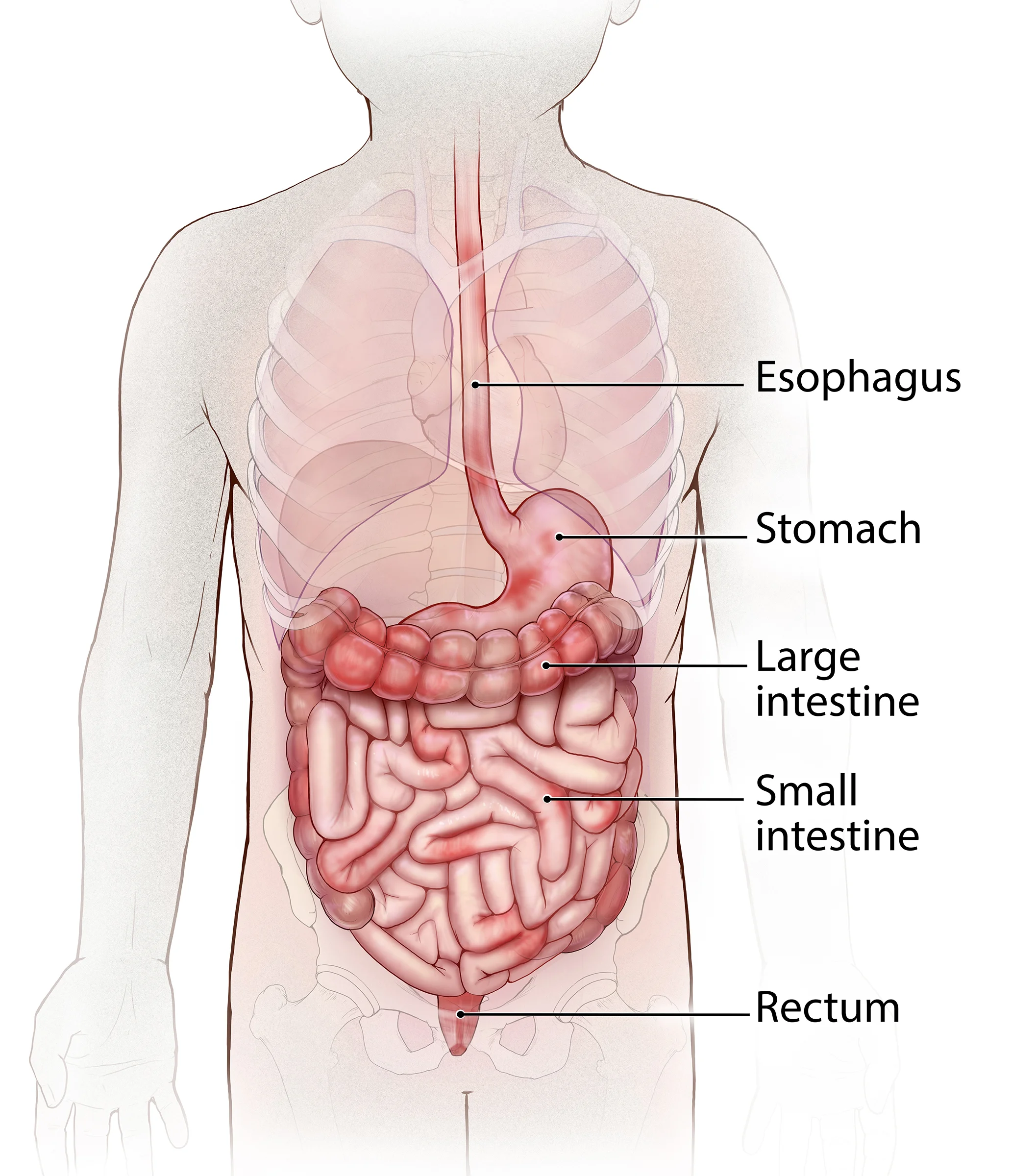 Medical Illustration - Eo Trueblood Medical Illustrator