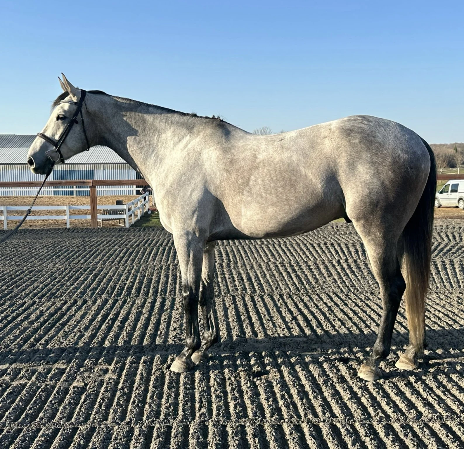 Blue Roan Quarter Horse Jumping