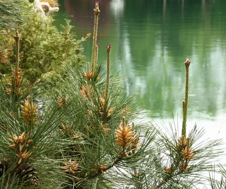 Tamarack Communication