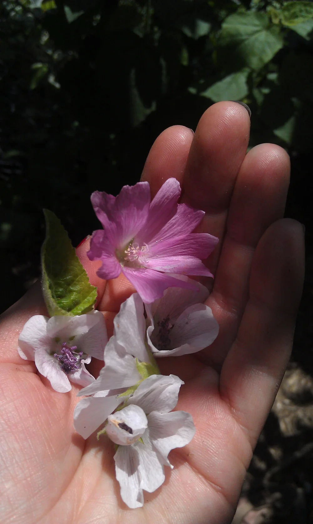 botanicals — muddy river herbals