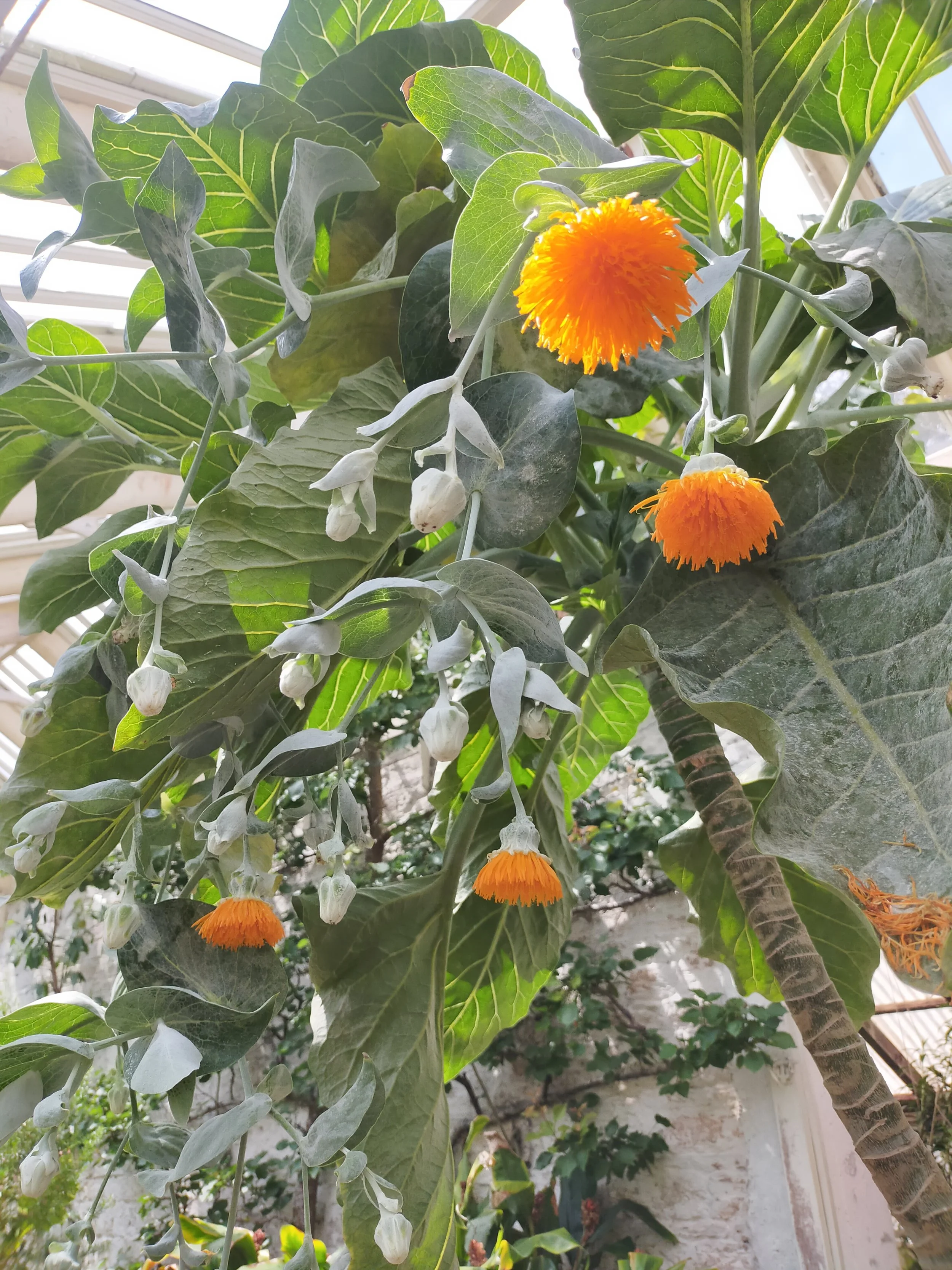 Dendroseris litoralis — Tregrehan Garden Cornwall