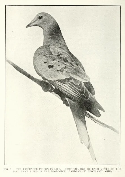 First Documented Animal Extinction — Heartland Science