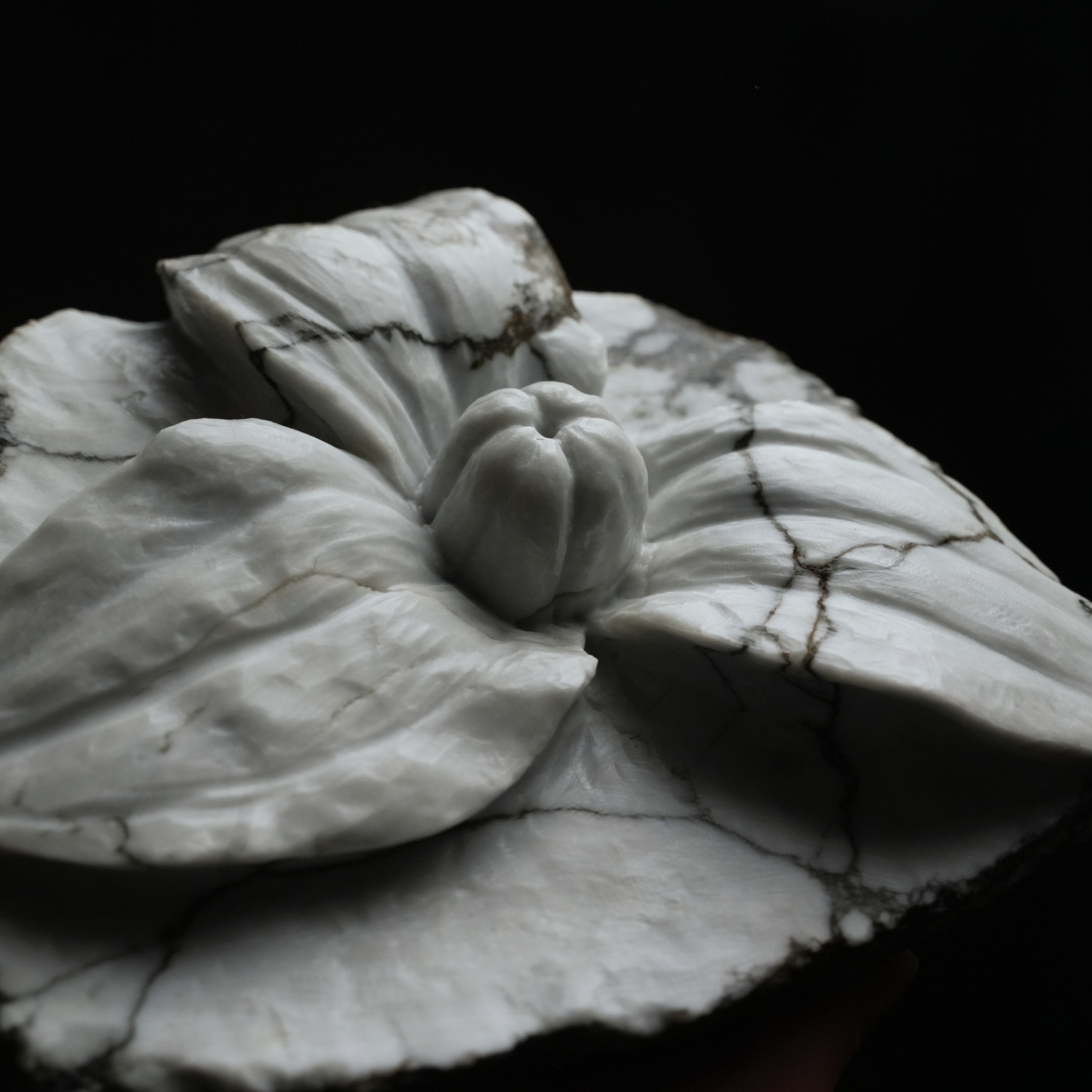 Shop — Alec LaCasse