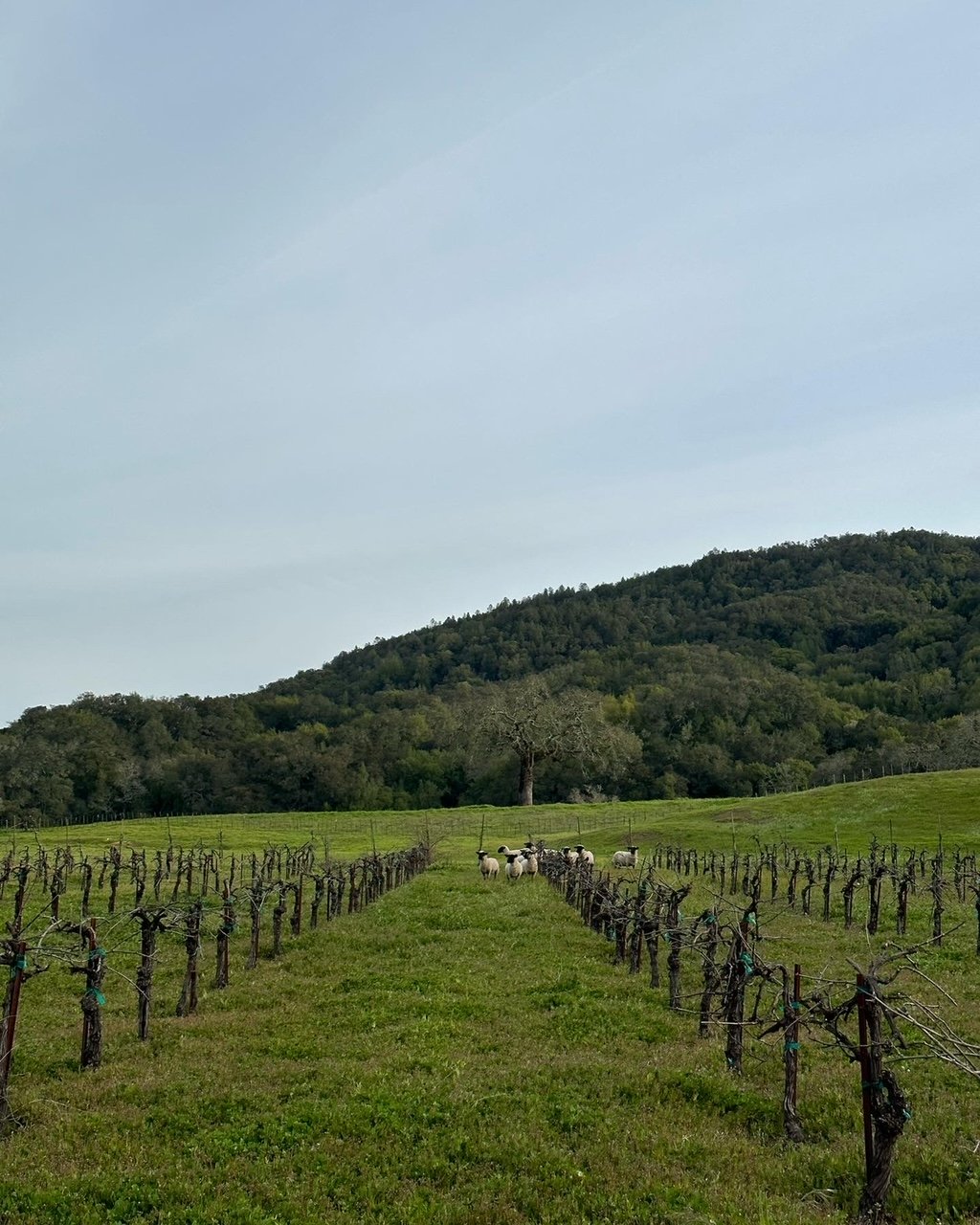 VINEYARDS — Scar of the Sea