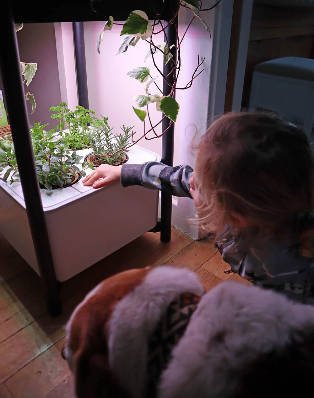Growing Goodness Indoors — The Tiny Canal Cottage