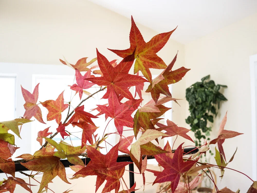 A Living, Over-the-Table Display of Fall Foliage for a Festive Occasion ...