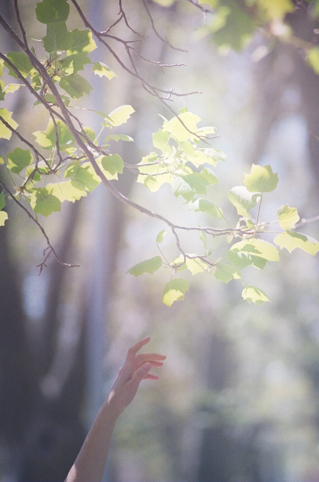 Trevor Triano Photography