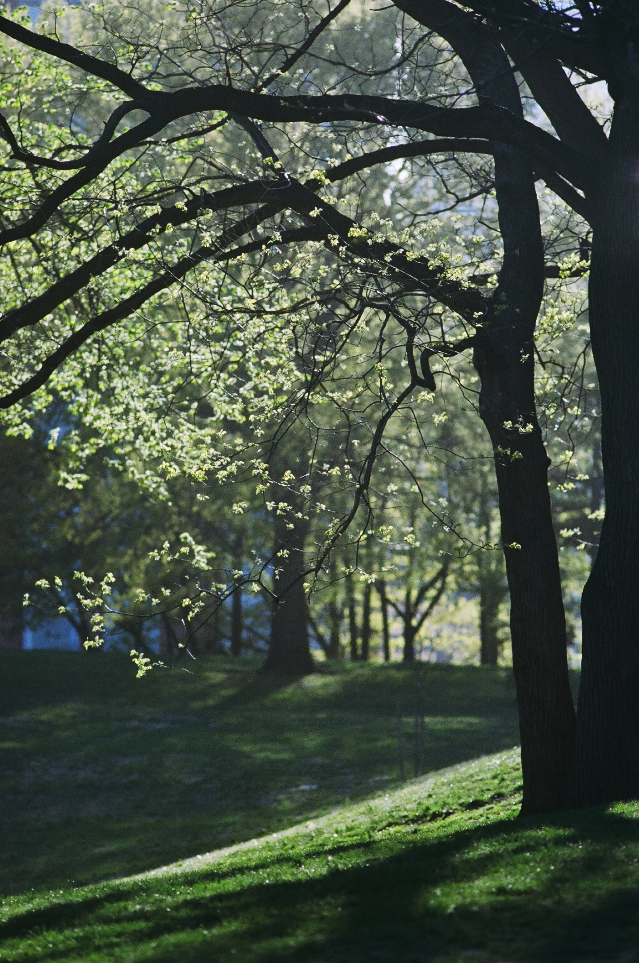 Trevor Triano Photography