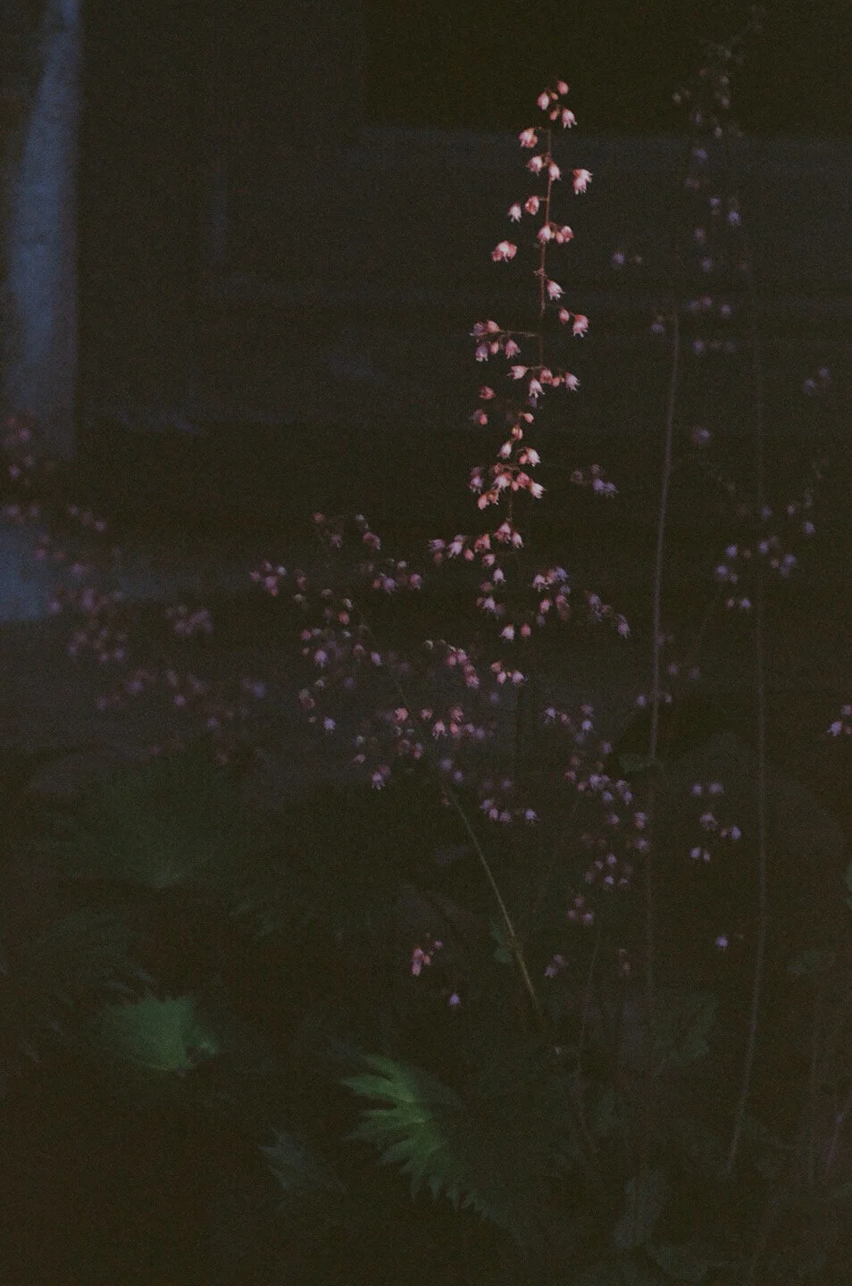 Trevor Triano Photography