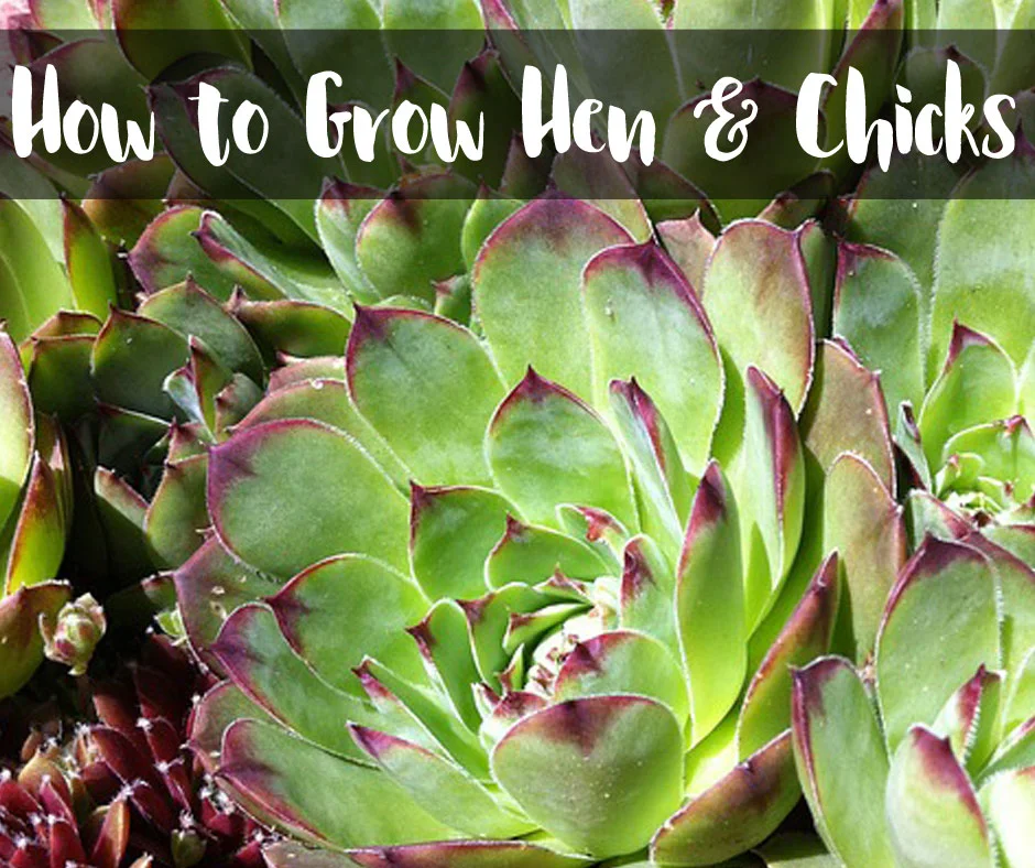 How to Grow Hens and Chicks — Day to Day Adventures
