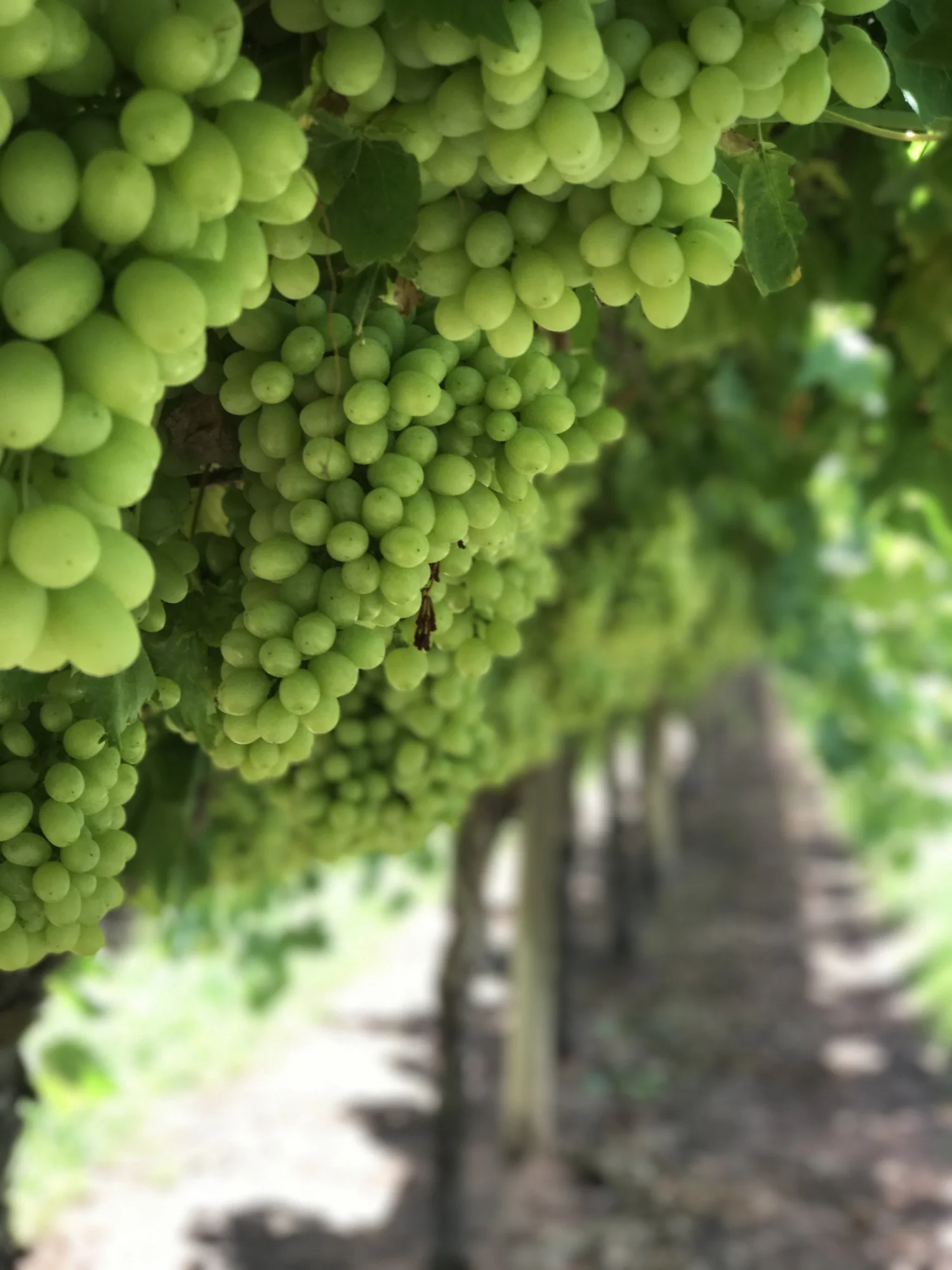 FRECO International Company Limited Freco