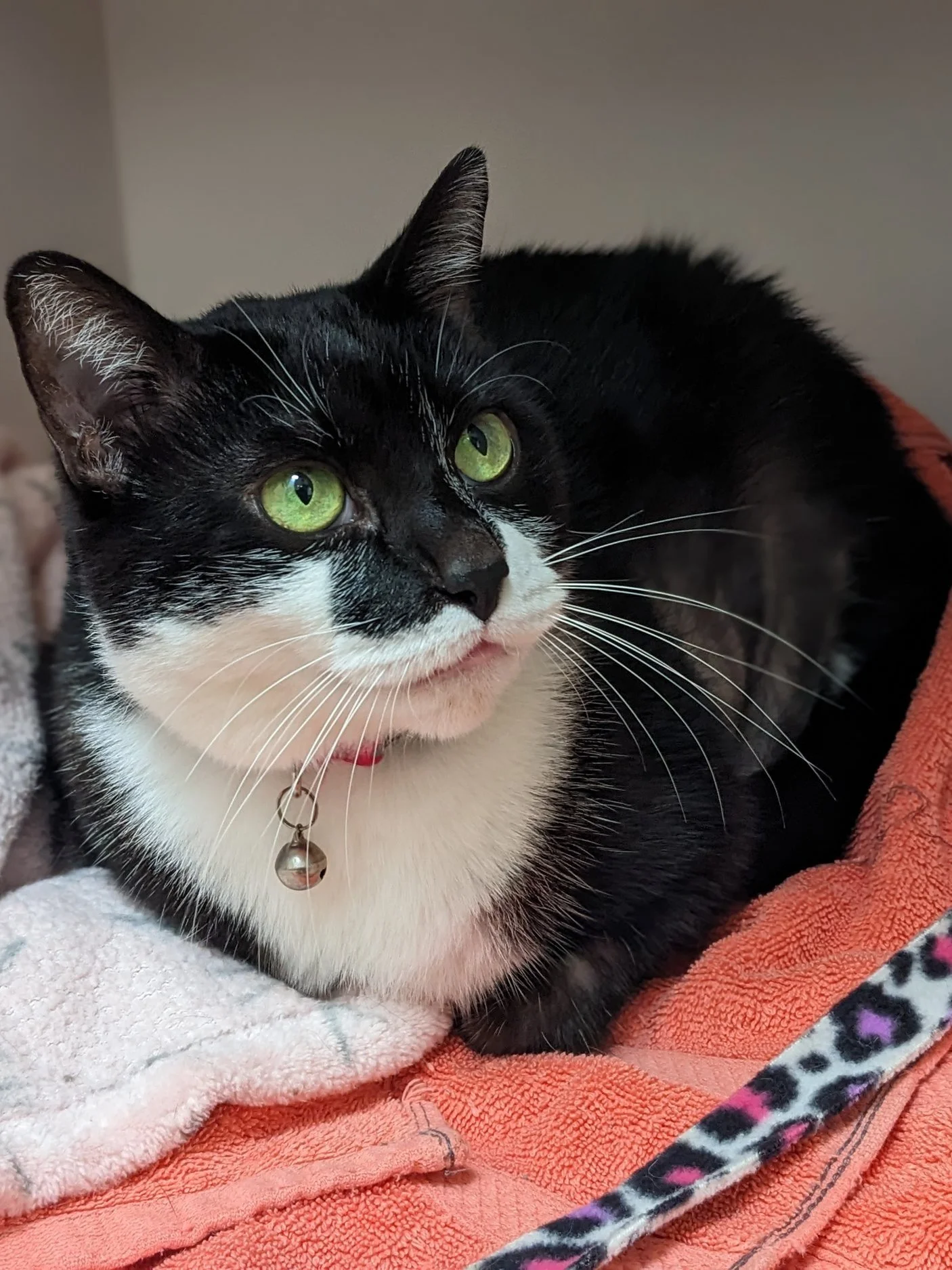 Cats and Kittens for Adoption in San Francisco, CA — KitTea Cat Lounge ...