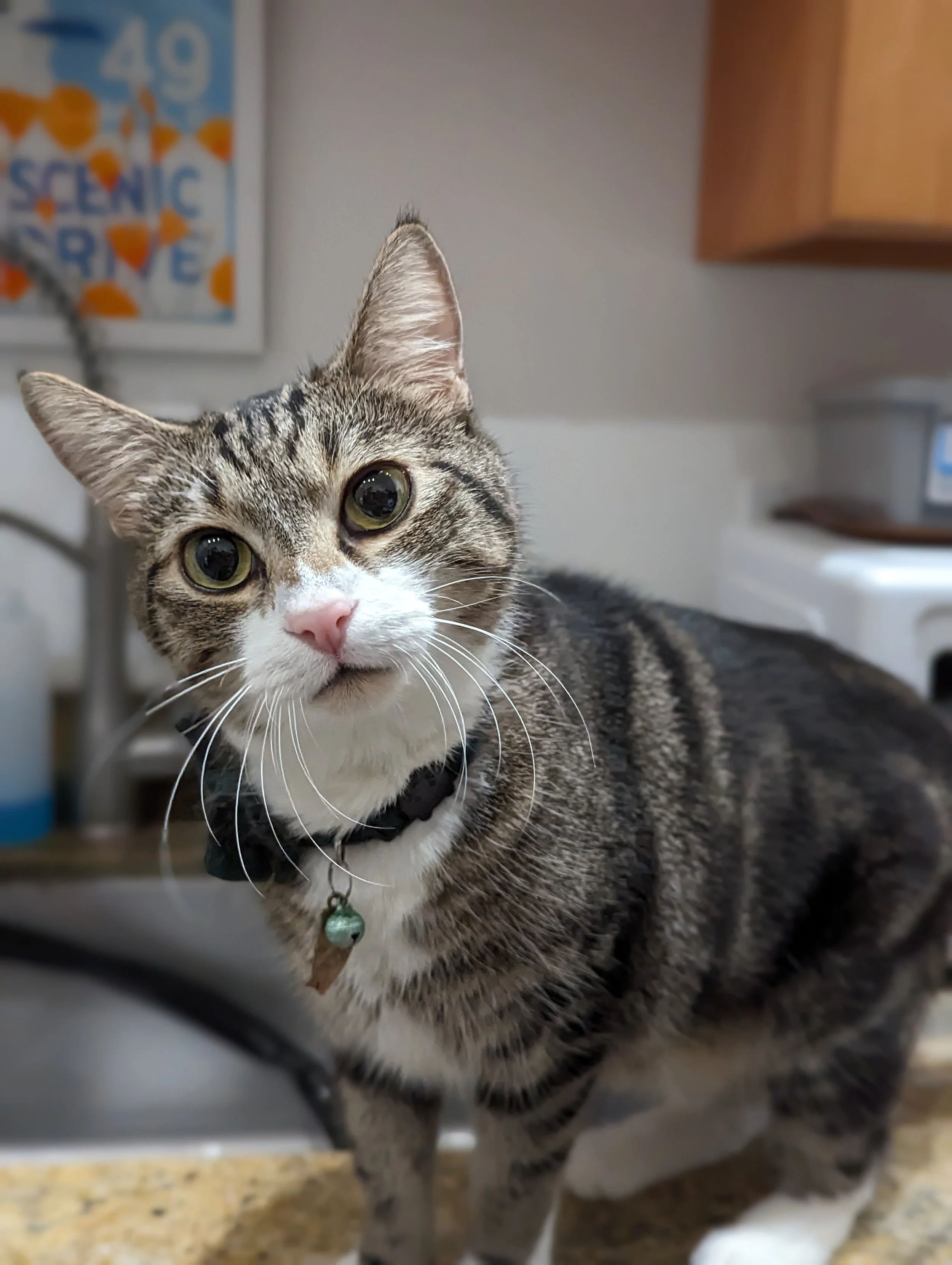 Cats and Kittens for Adoption in San Francisco, CA — KitTea Cat Lounge ...