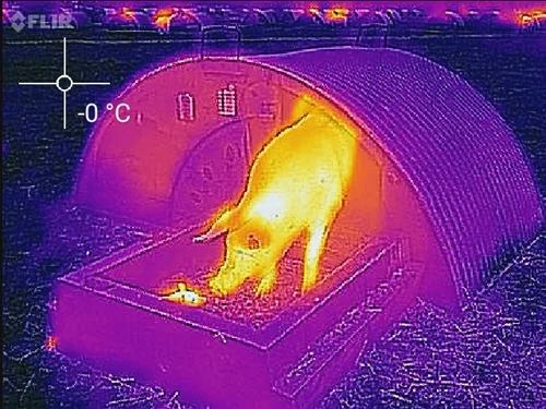 Aardvark XL farrowing ark — Contented Products