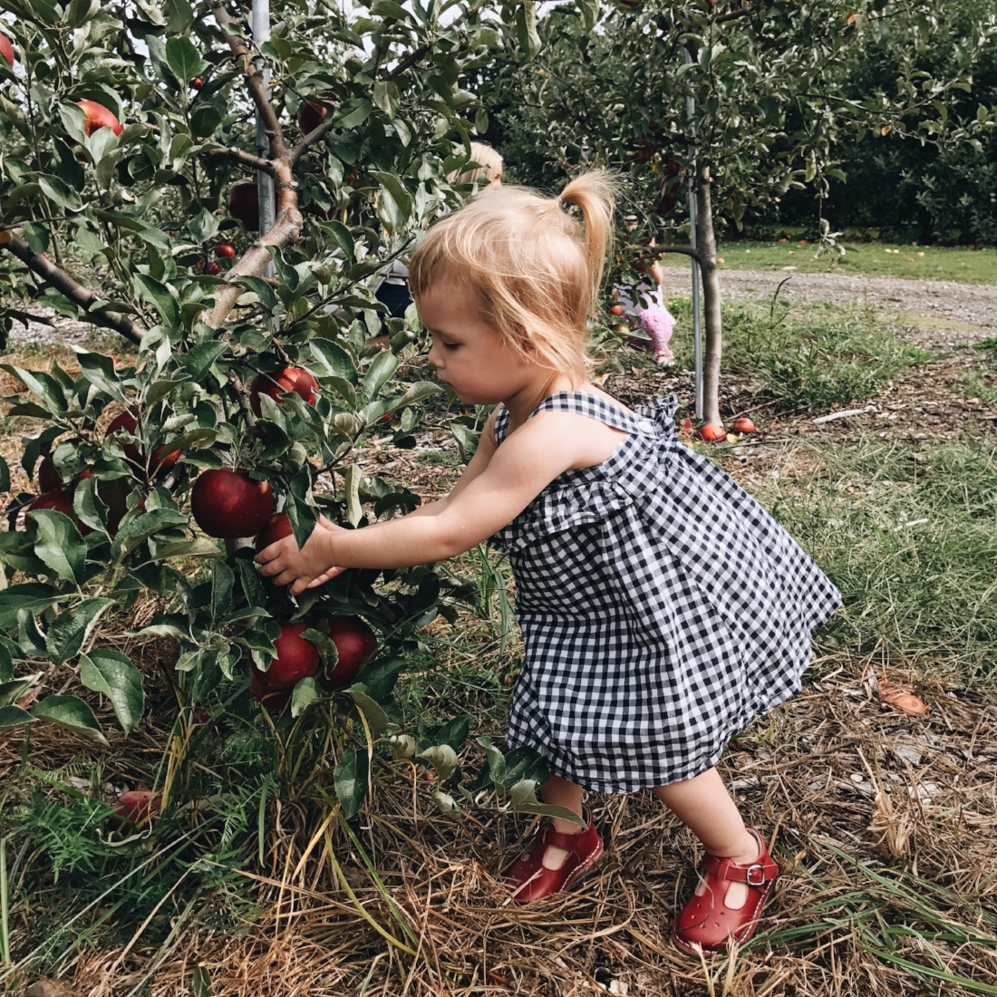 A Day At Silverman's Farm — Morgan Matkovic