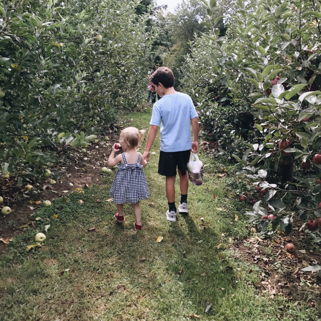 A Day At Silverman's Farm — Morgan Matkovic