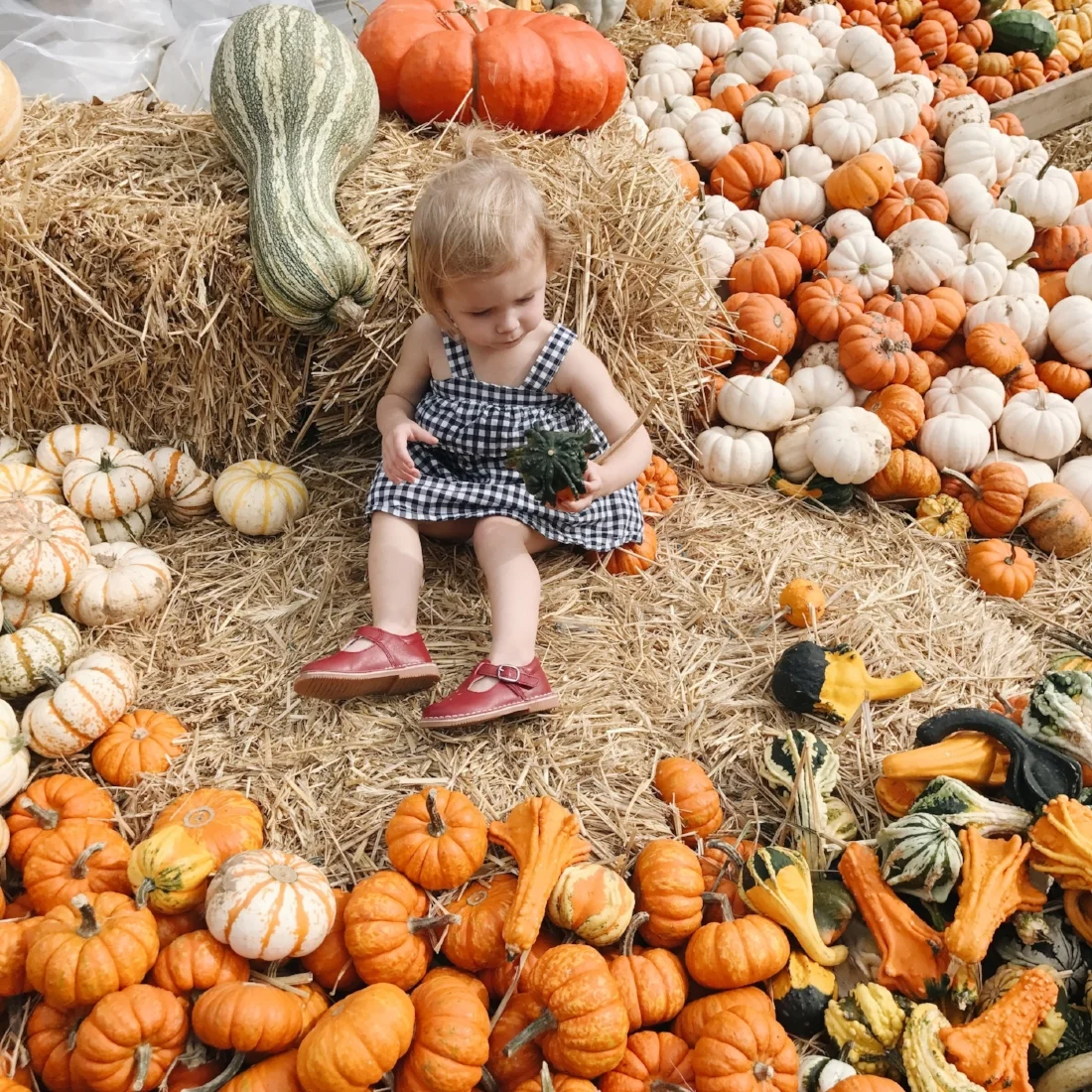 A Day At Silverman's Farm — Morgan Matkovic