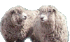 Leicester Longwool Sheep Breeders Association