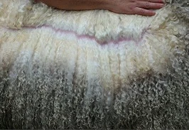 Leicester Longwool Sheep Breeders Association