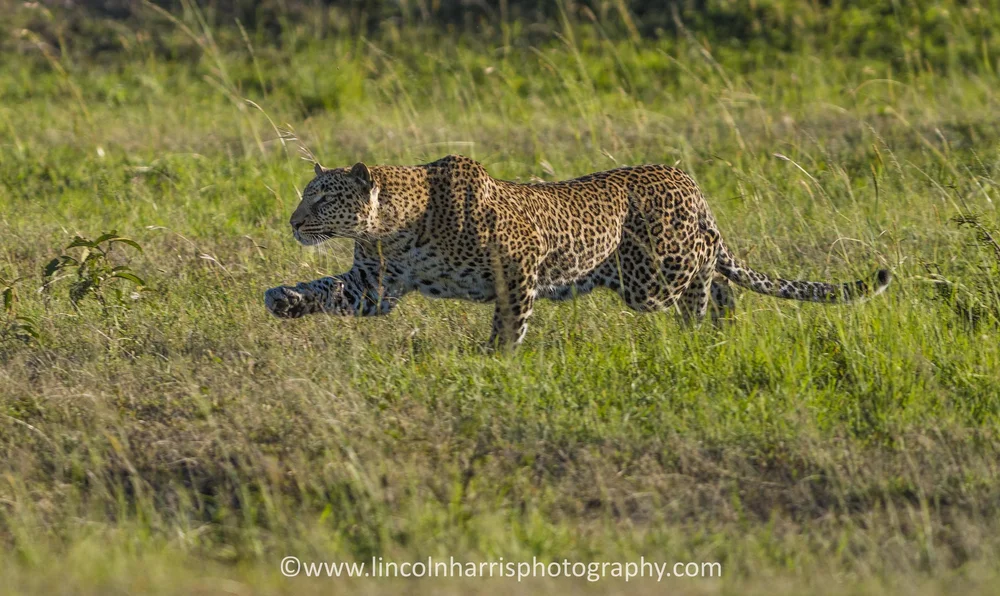 Leopard Stalking Prey