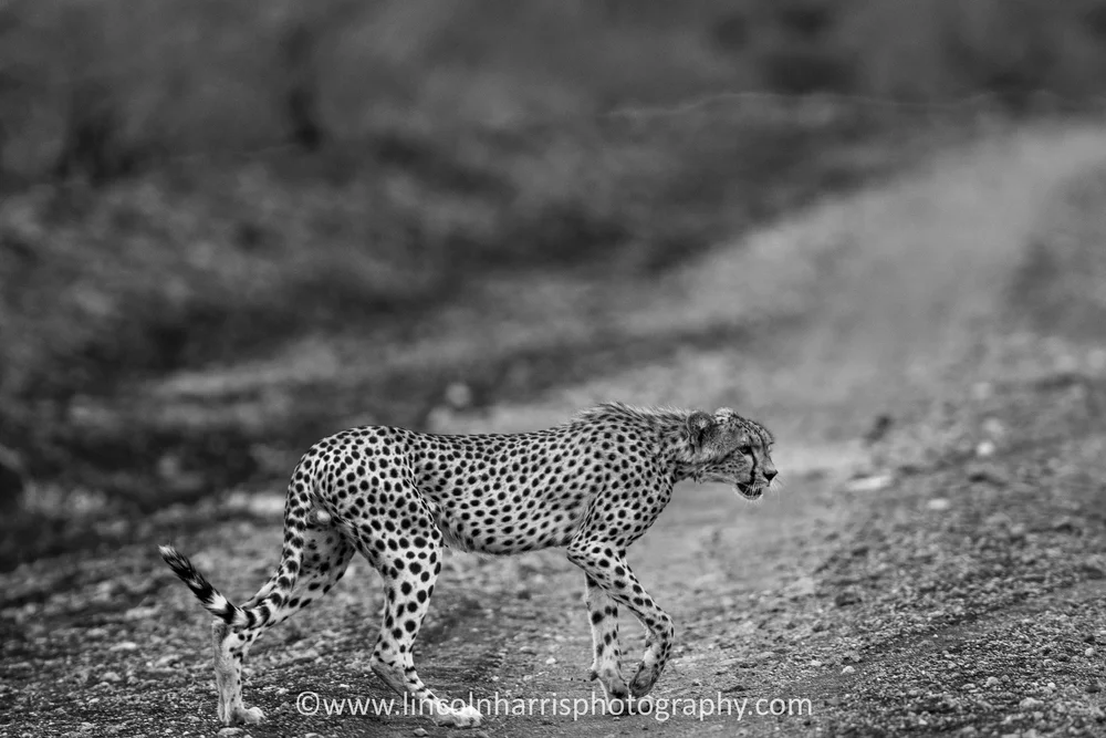 White Cheetah Running