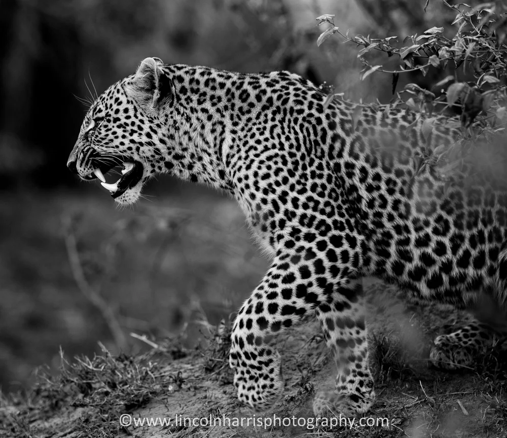 Black And White Leopard Photography