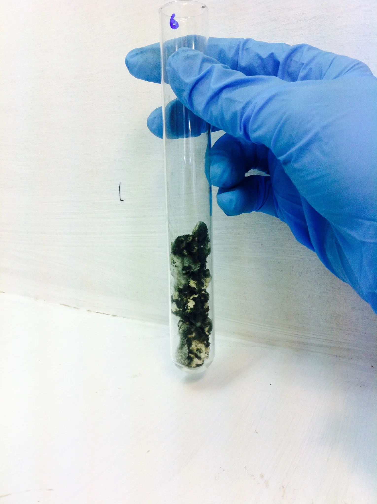 Bio-Process Innovation · Bio-Process Group