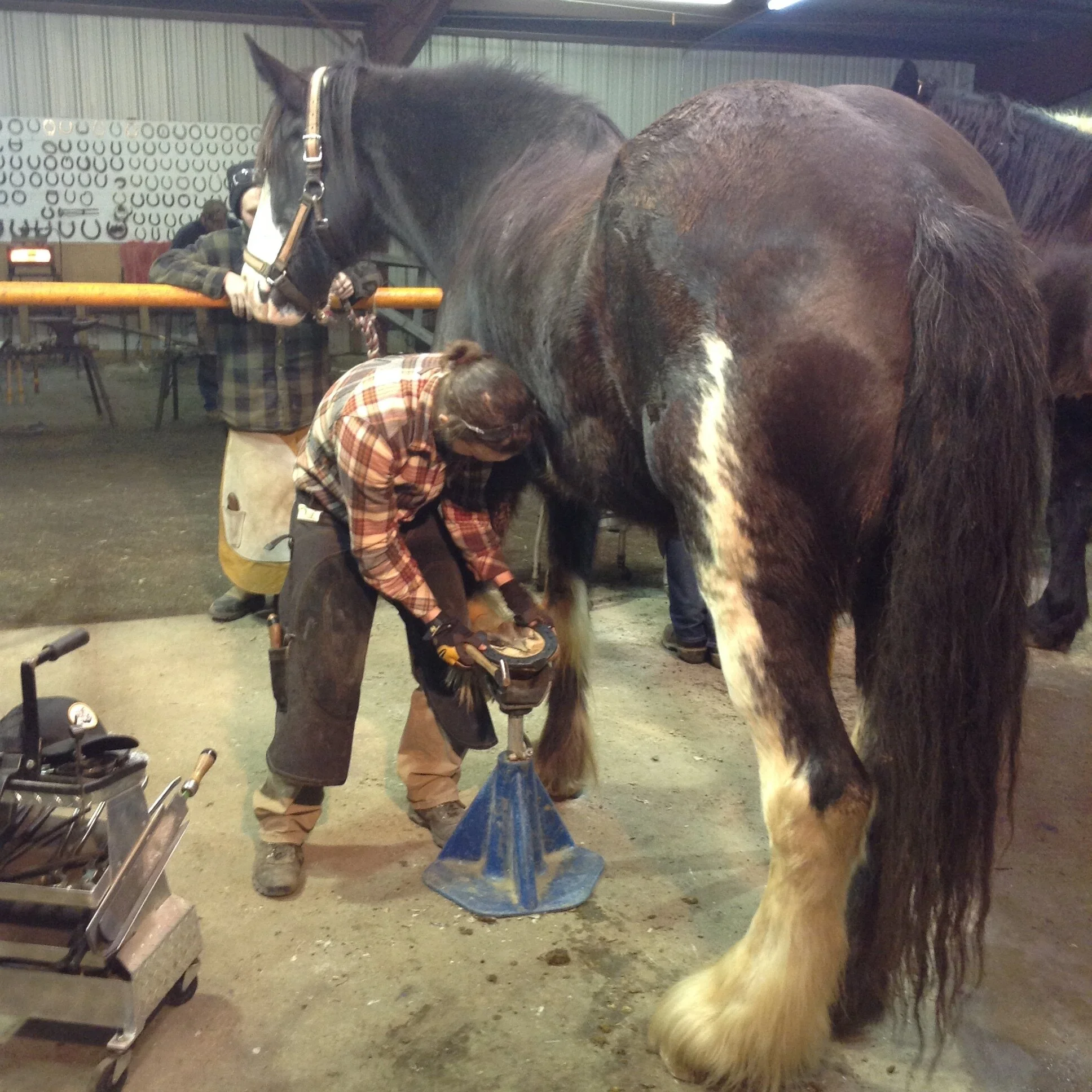 Georgia Horseshoeing School