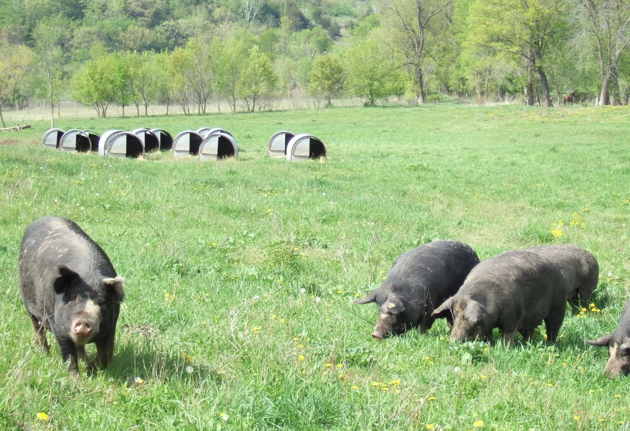 The Conscious Carnivore