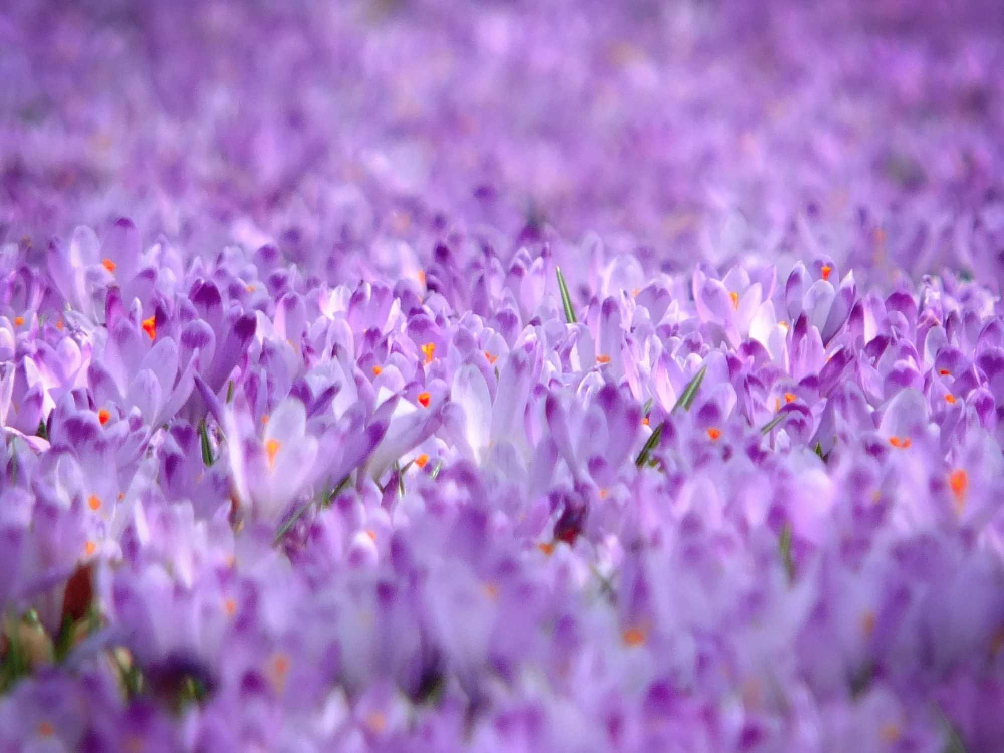 Saffron — My Moroccan Food