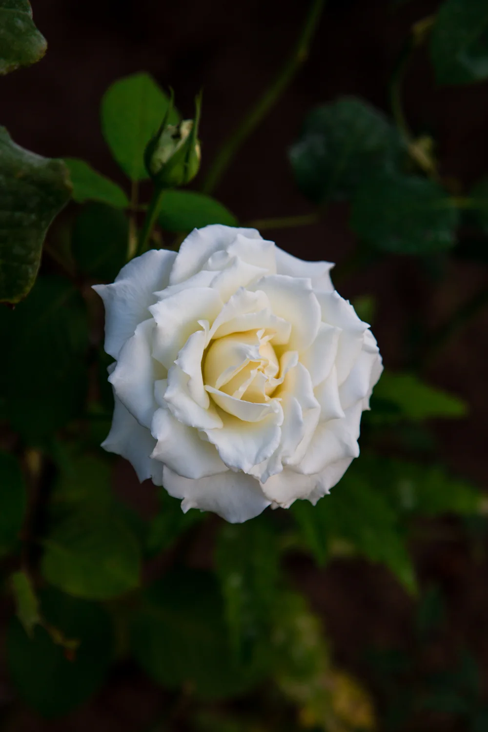 Buttermilk and Almond Basbousa with Orange and Cardamom Syrup — My ...