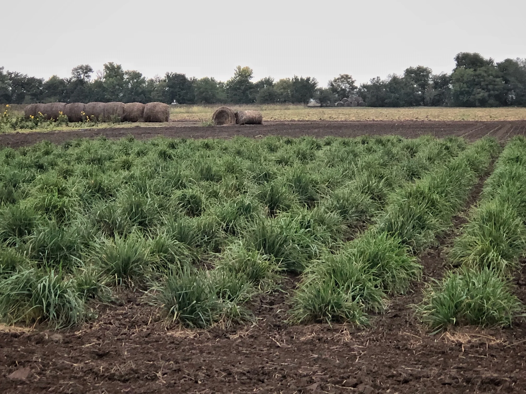 My First Prairie Festival at the Land Institute in Salina, KS — Lynne ...