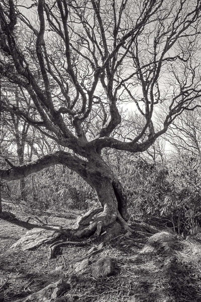 Blog — Lynne Buchanan Photography