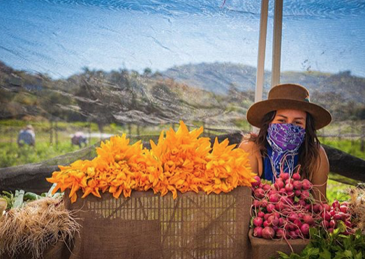 Covid 19 on Frecker Farms — Food Hub + Produce Stand