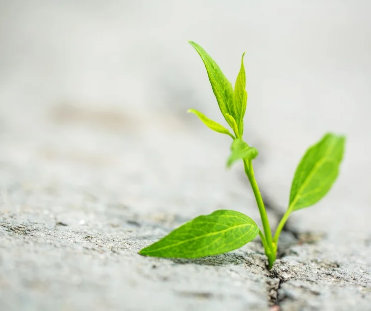 Optimal Healing Environments — Blue Monarch Health, PLLC