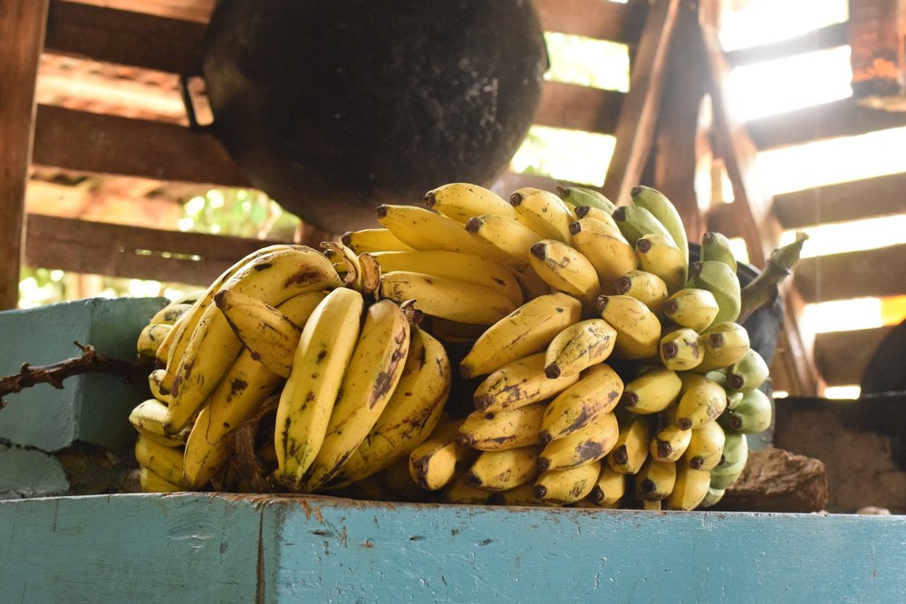 The Giving Bananas | BLUE Missions