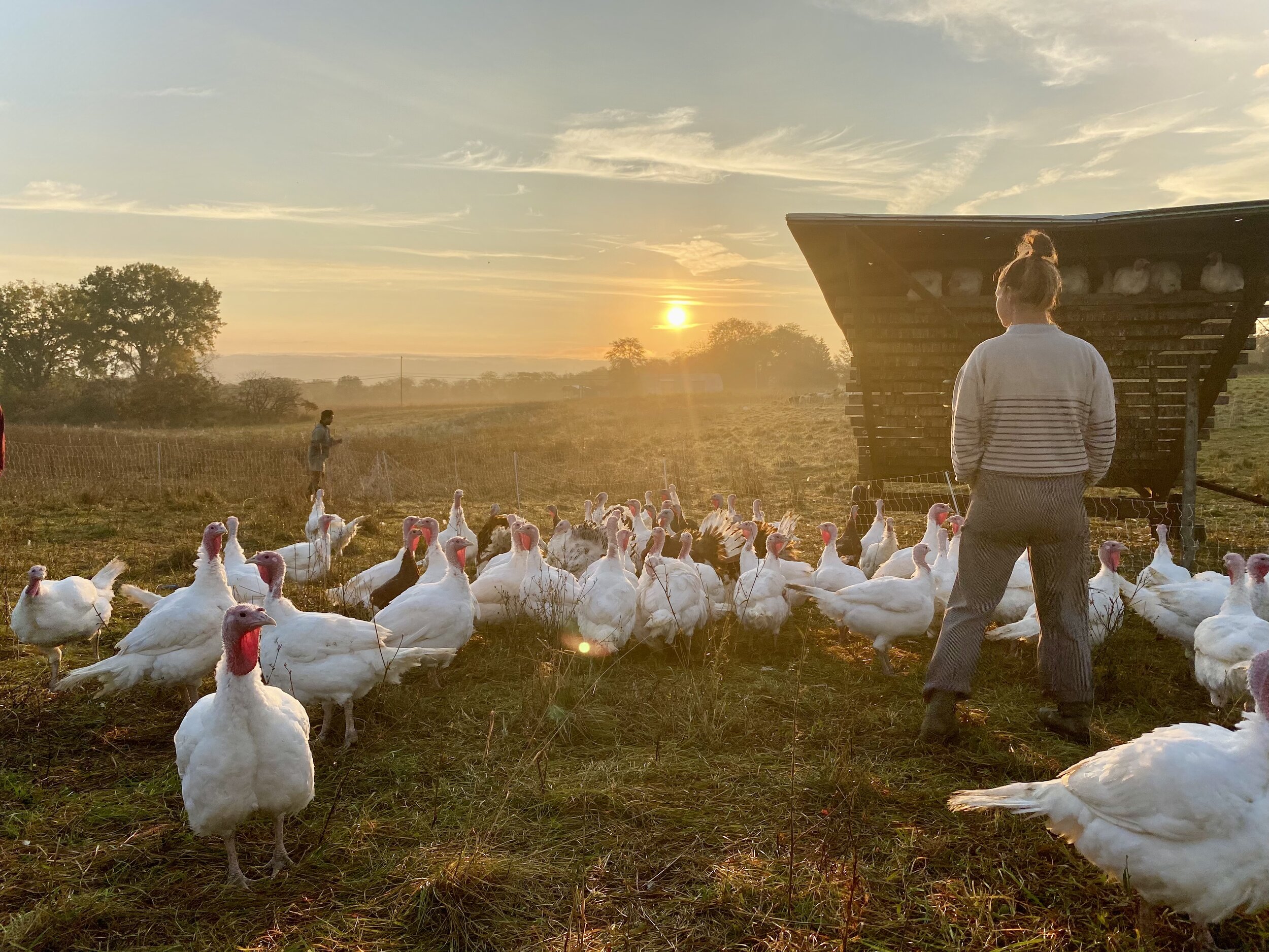 Free Range Organic Turkey Farms