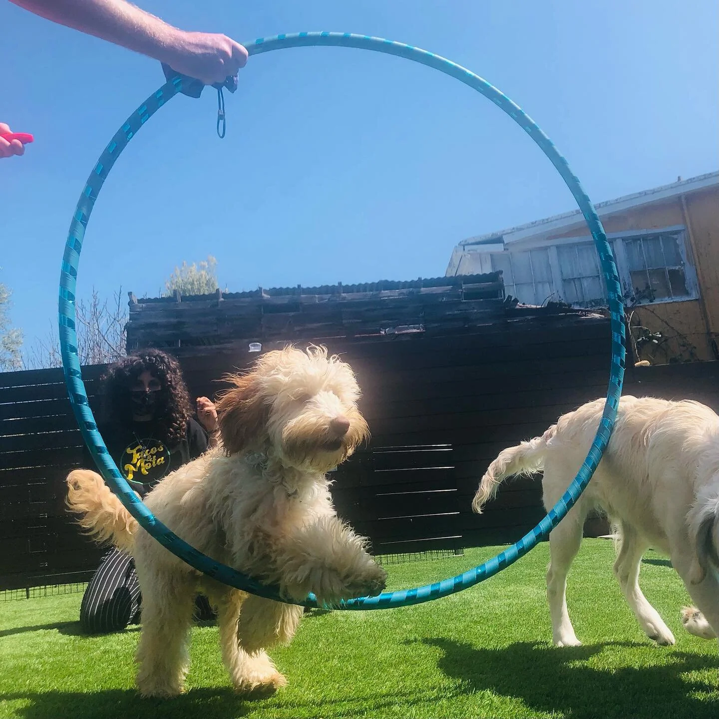 Photo Feed — Doggy Lama Pet Care