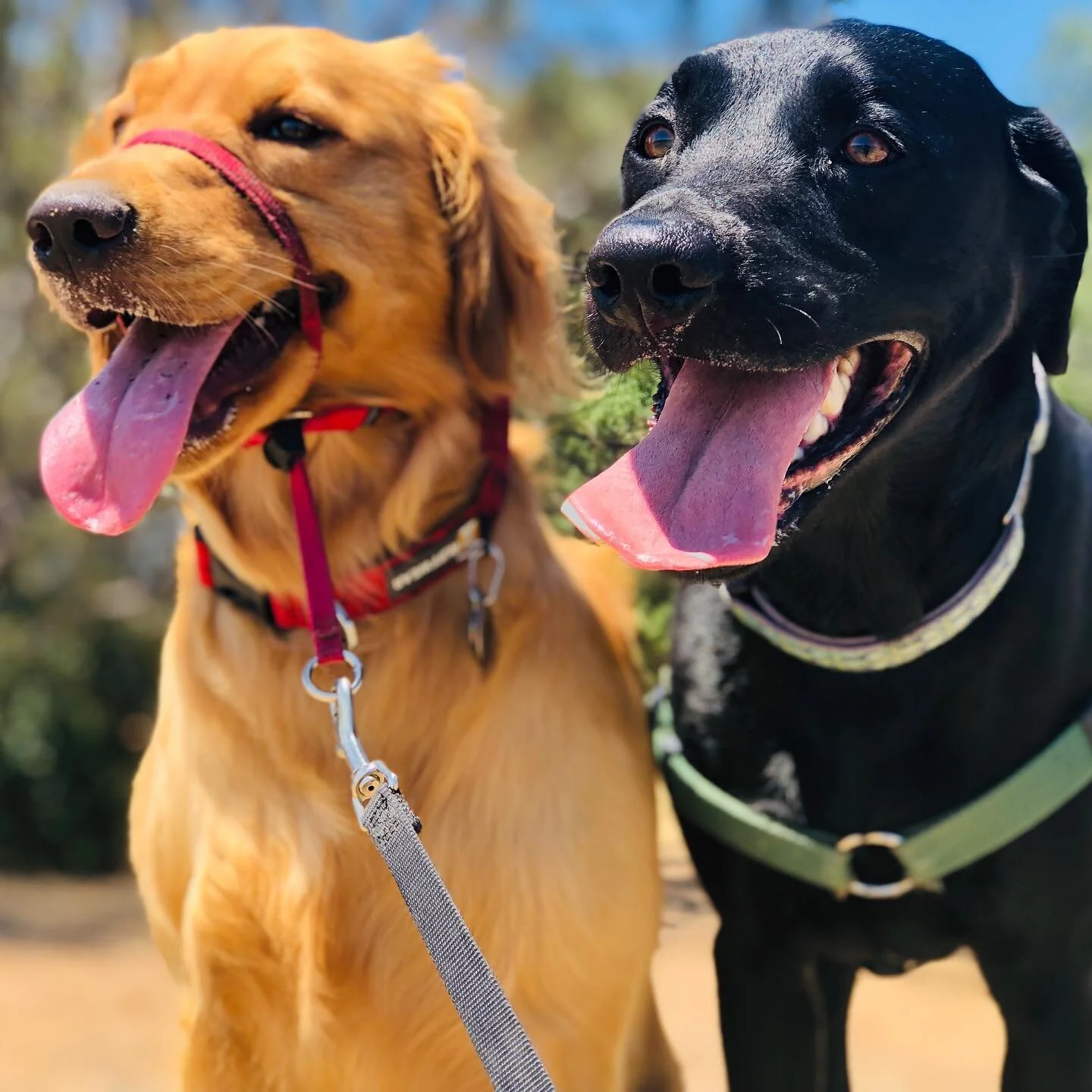 Doggy Lama Pet Care