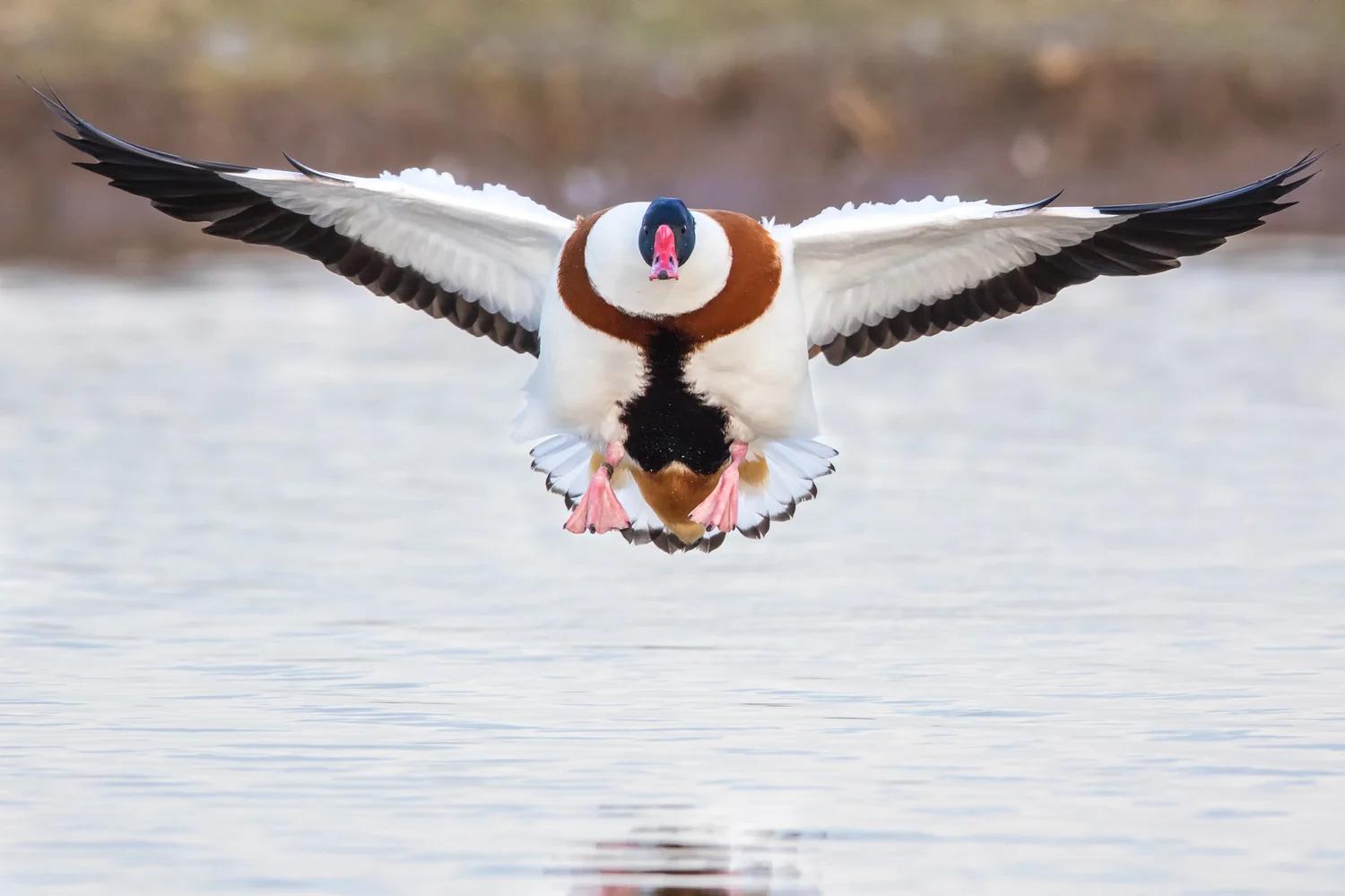 Common Widgeon Flying
