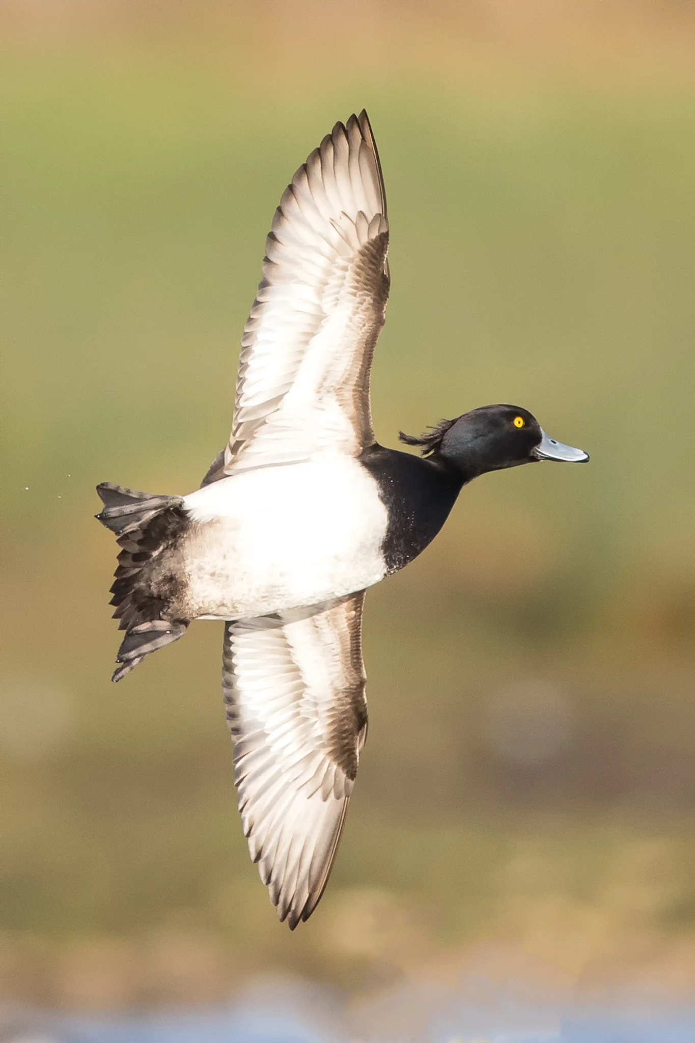 Ringneck Duck Flying