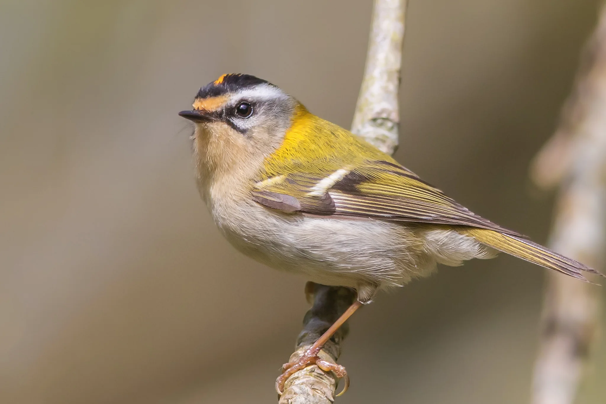 Firecrest — Phil Gower Bird Photography